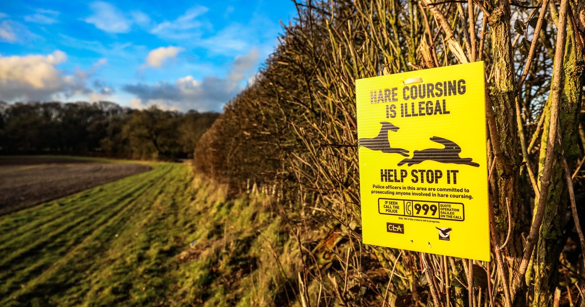 Sentencing hare coursers: consultation announced • CLA