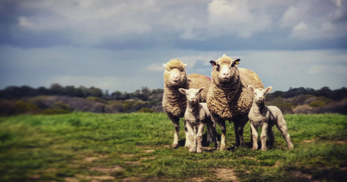 Rural crime 2024: livestock worrying • CLA