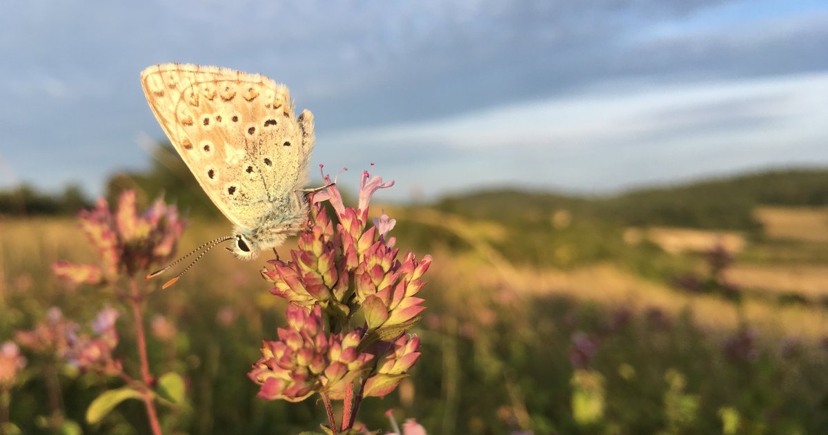Ambitious roadmap for nature launched by UK Government: Environmental ...