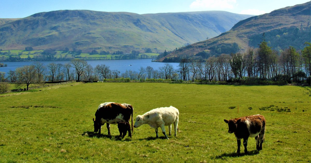 Regenerative grazing in the Lake District • CLA