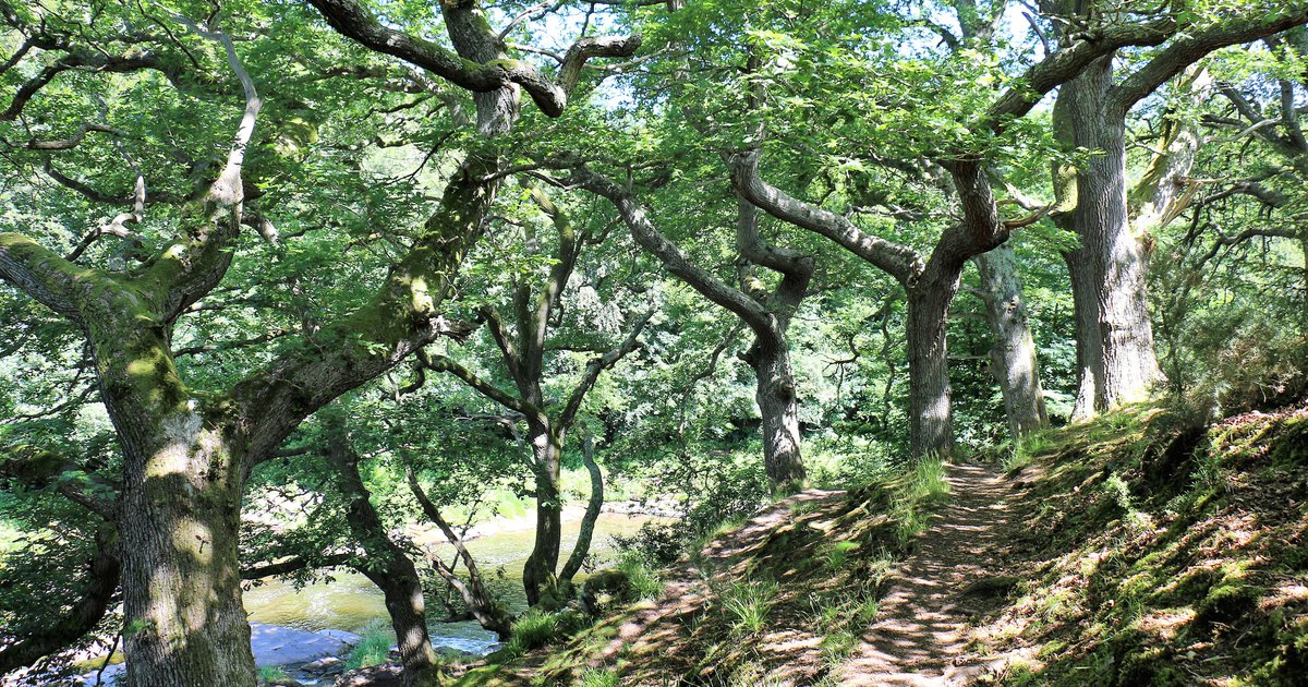 Extreme weather requires urgent action to adapt forests to climate ...