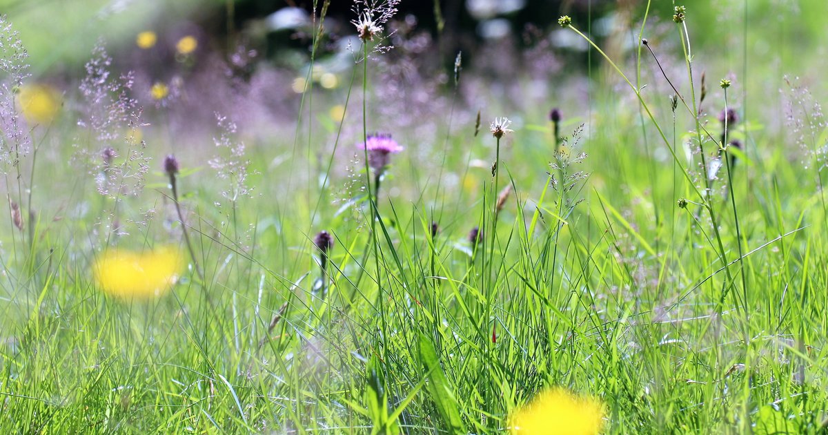 One-year extensions for Countryside Stewardship Mid-Tier agreements ...