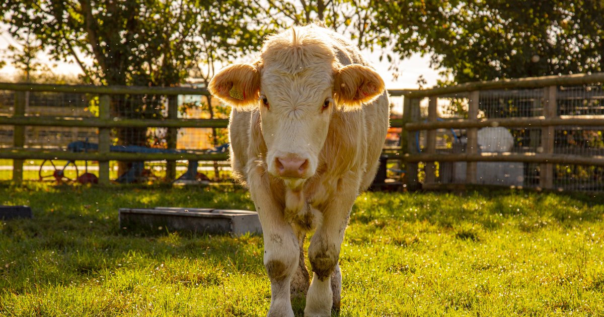 The CLA members embracing their farming heritage • CLA