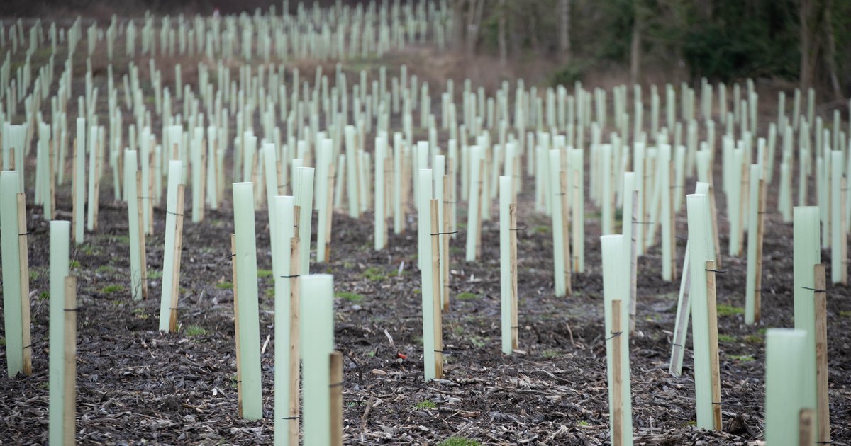 Sponsored: Reap the rewards of hassle-free tree planting scheme • CLA