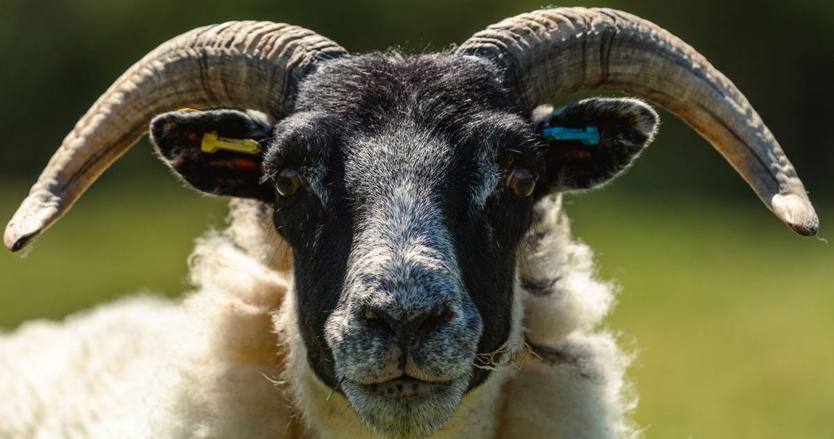 CLA East Summer Visits and AGMs 2024 • CLA