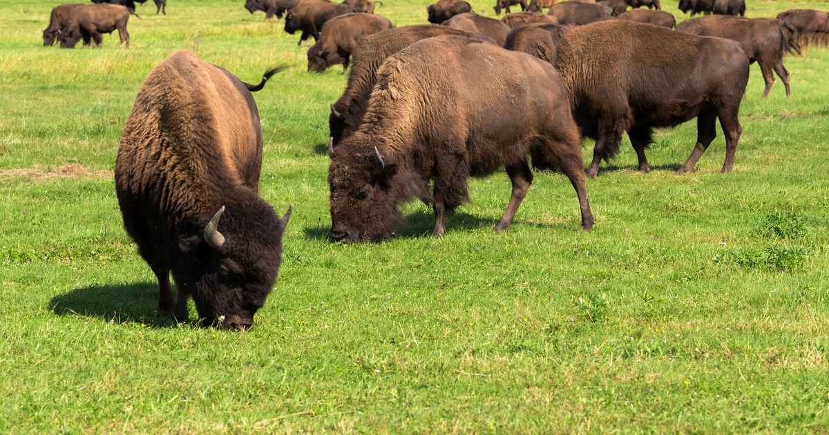 The bison of Wiltshire • CLA