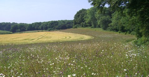 Delayed Countryside Stewardship Higher Tier scheme to open in summer ...