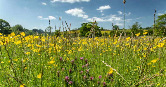 CLA responds to Defra cap on SFI actions • CLA