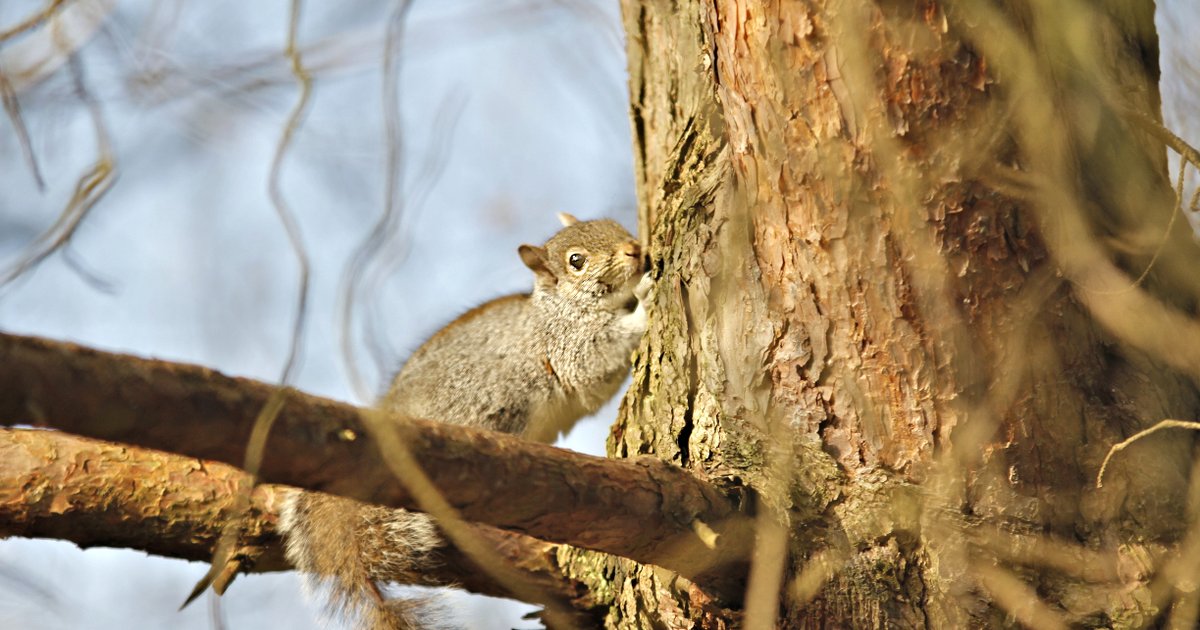 Tackling the grey squirrel problem: government releases its long ...