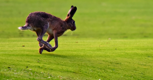 Powers to tackle hare coursing finalised • CLA