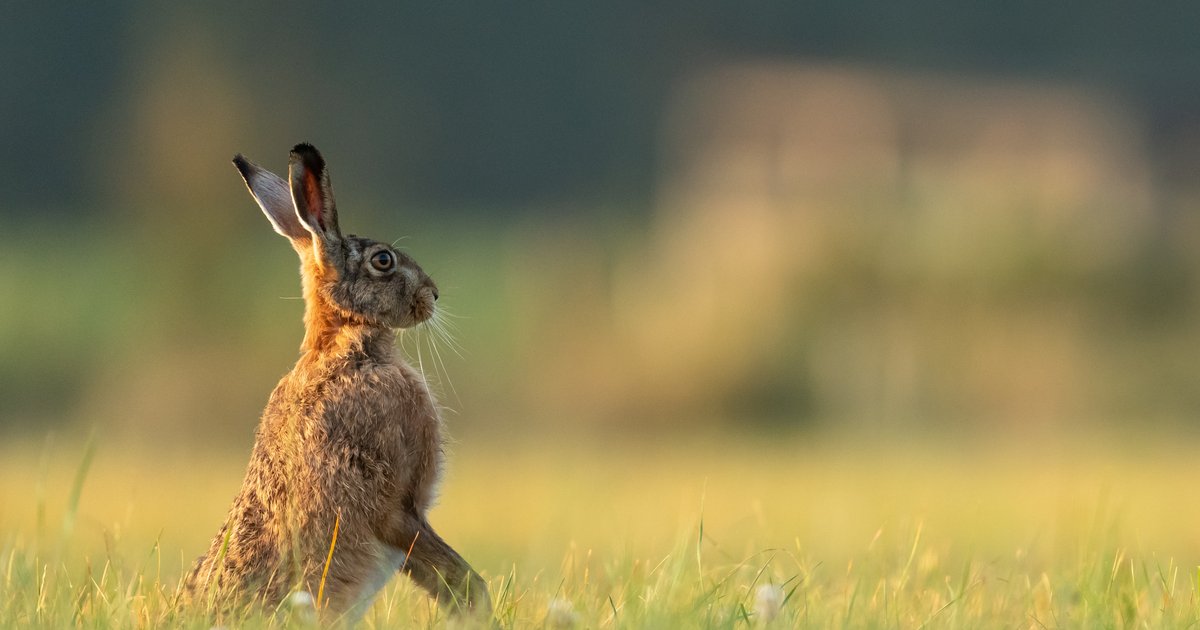 Rural crime 2024: convicting hare coursers • CLA