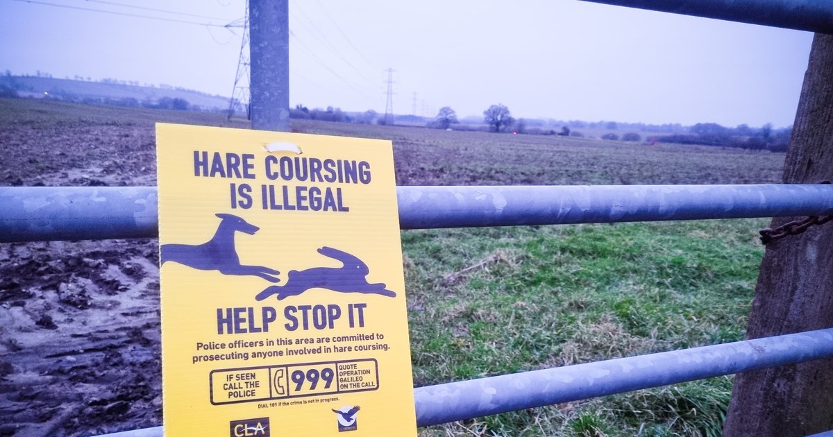 Hare coursing: how to correctly report criminal activity • CLA