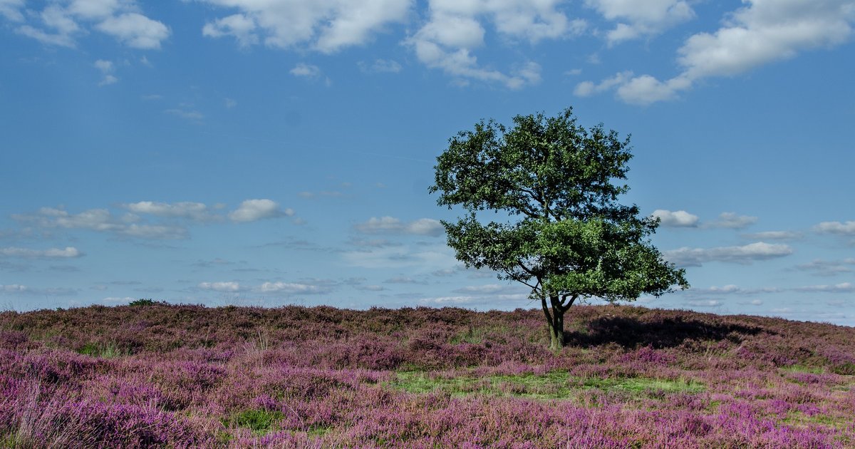 CLA Consultation Response on Heather and Grass Burning in England • CLA