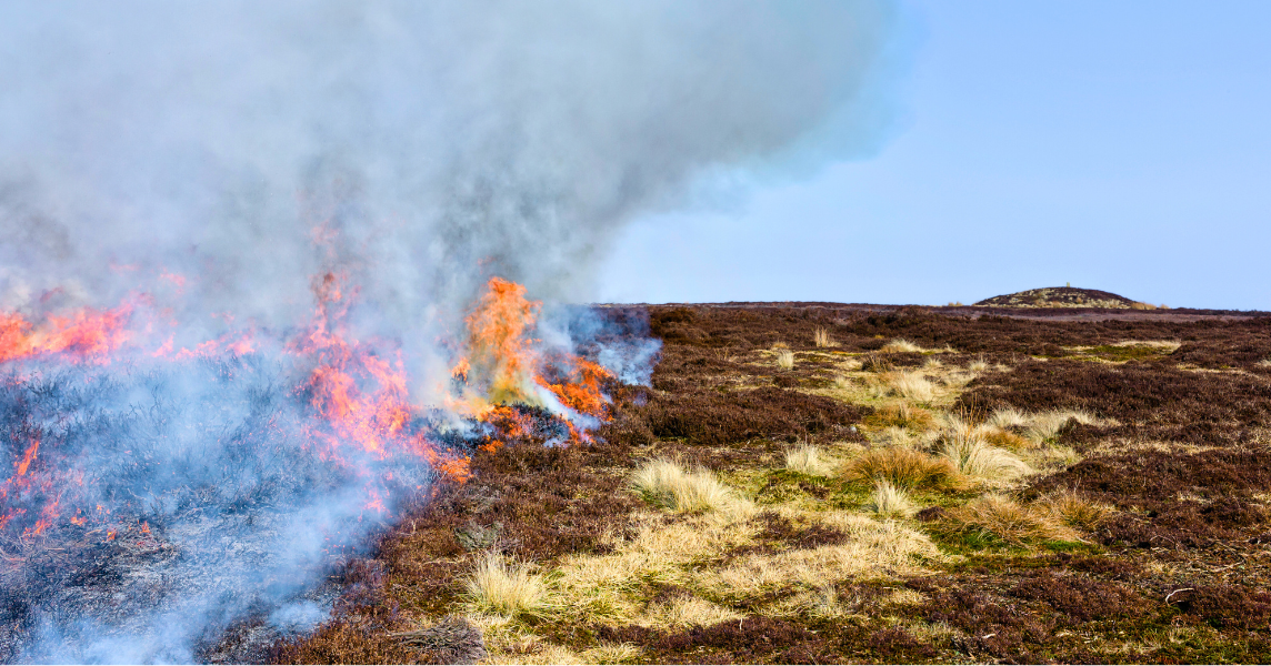 New Defra proposals ignite heather and grass burning debate • CLA