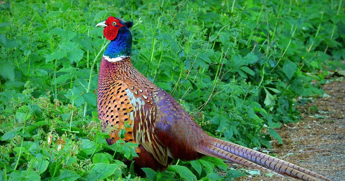 Time to be mindful of avian influenza • CLA