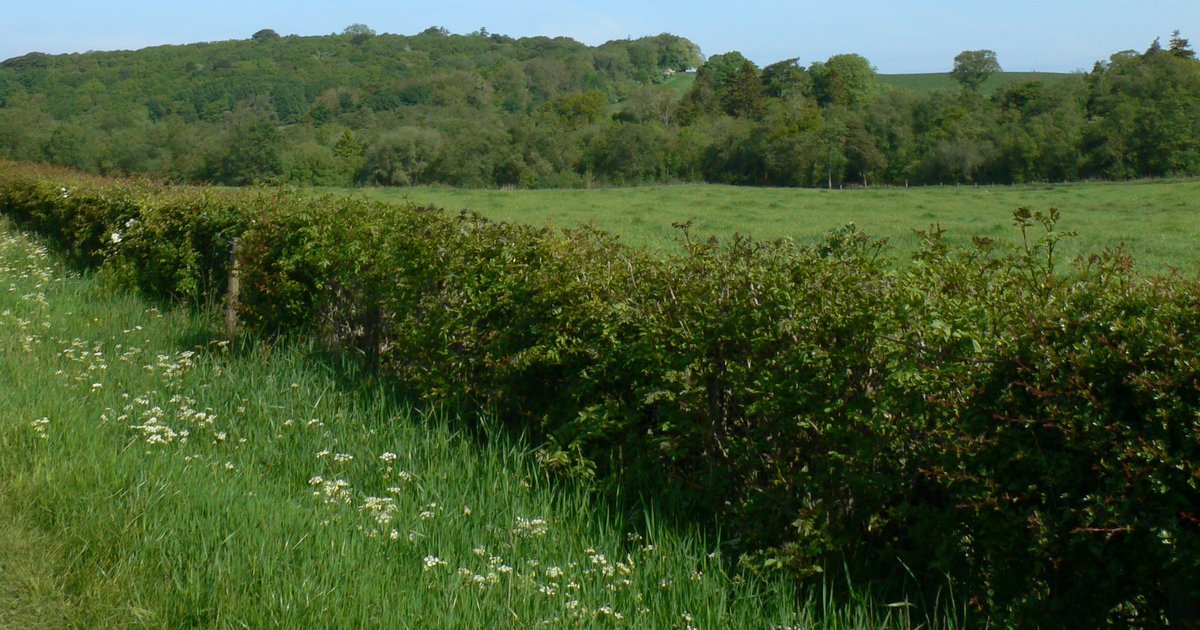 New regulations announced for hedgerows in England • CLA