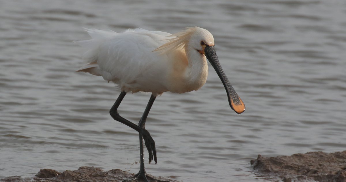 Spoonbills in Norfolk: making a home for a unique wildlife species • CLA